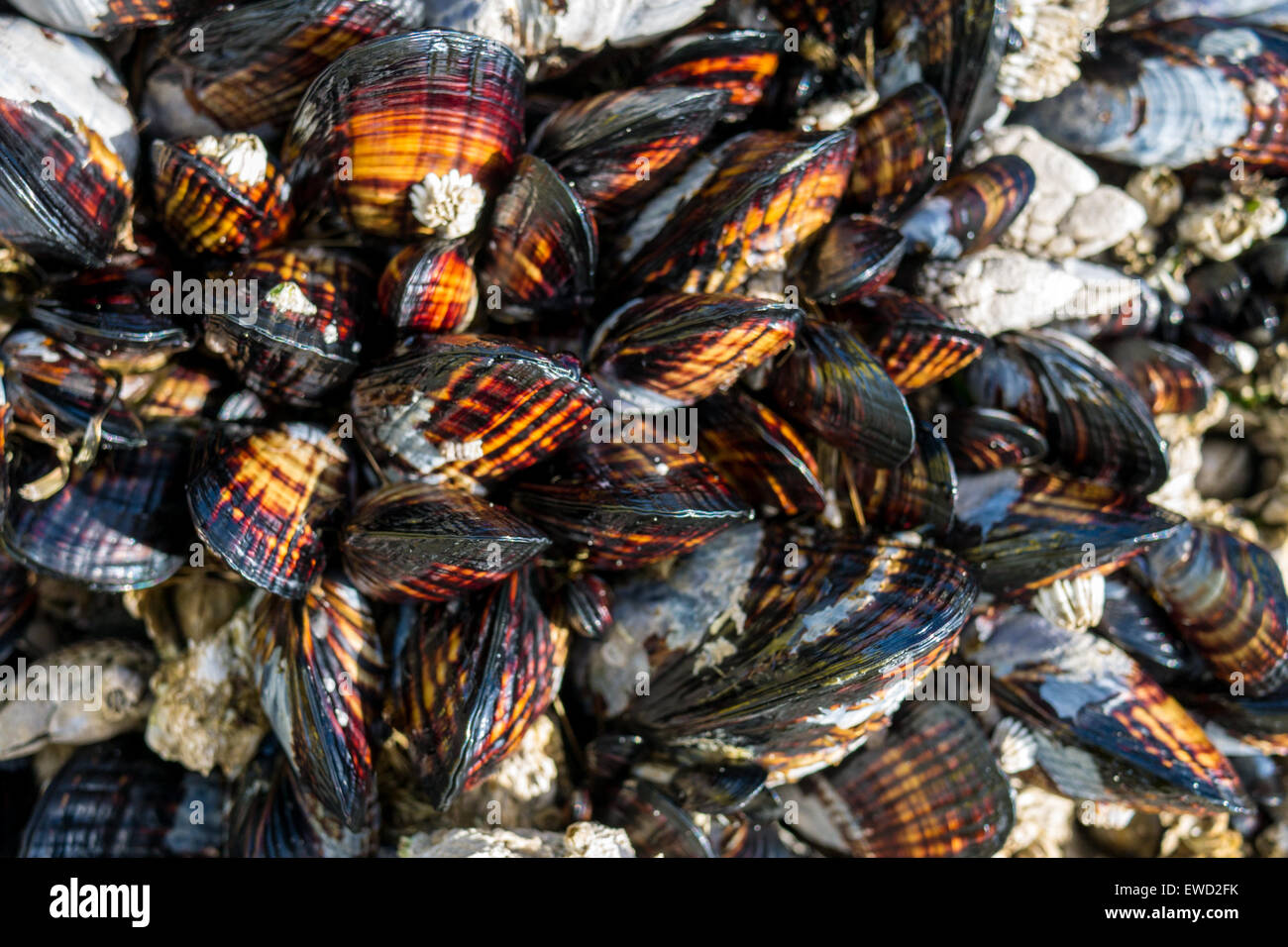Mussels on North Chesterman Beach, Tofino, British Columbia Stock Photo ...