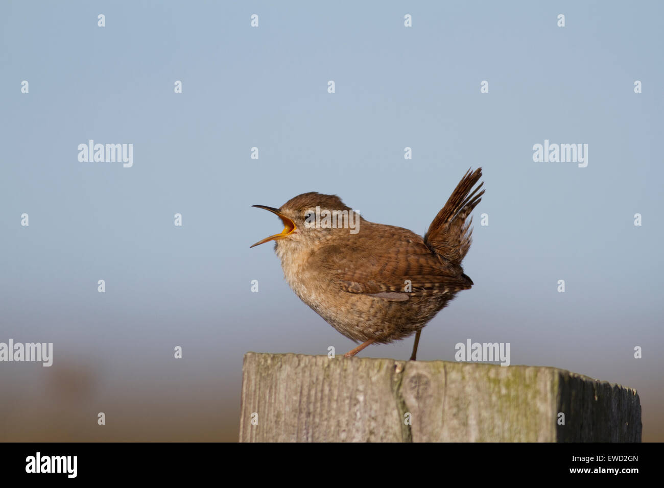 Tim wren hi-res stock photography and images - Alamy
