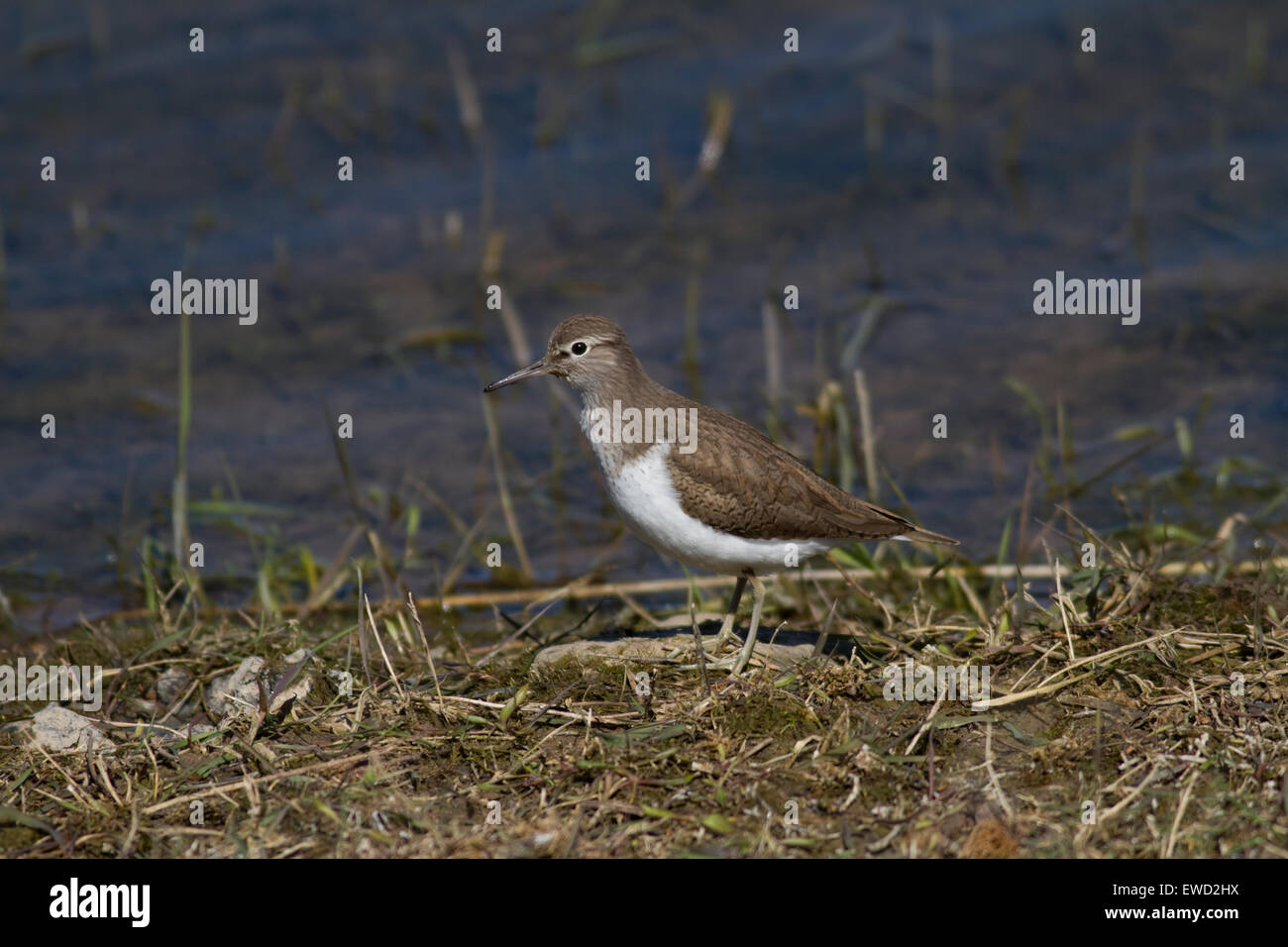 Common sandpiper uk hi-res stock photography and images - Alamy