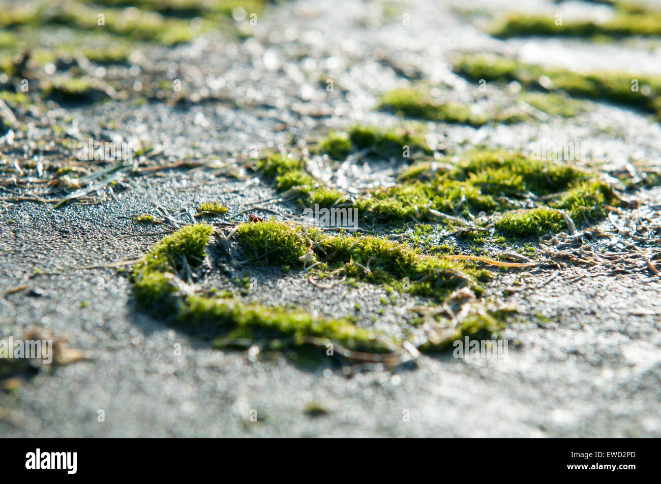 Moss covered grave stone in the grounds of Southwell Minster in ...