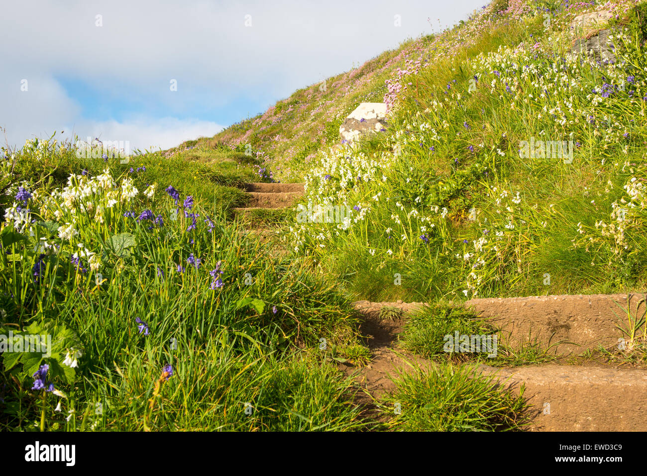 Steps on the Cornish Coast Path near The Lizard, Cornwall Stock Photo ...