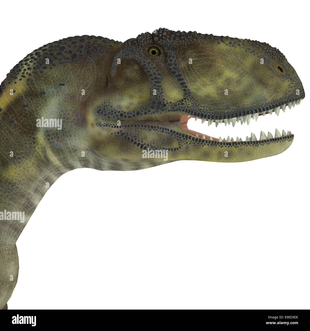 Abelisaurus was a carnivorous theropod dinosaur that lived in the ...