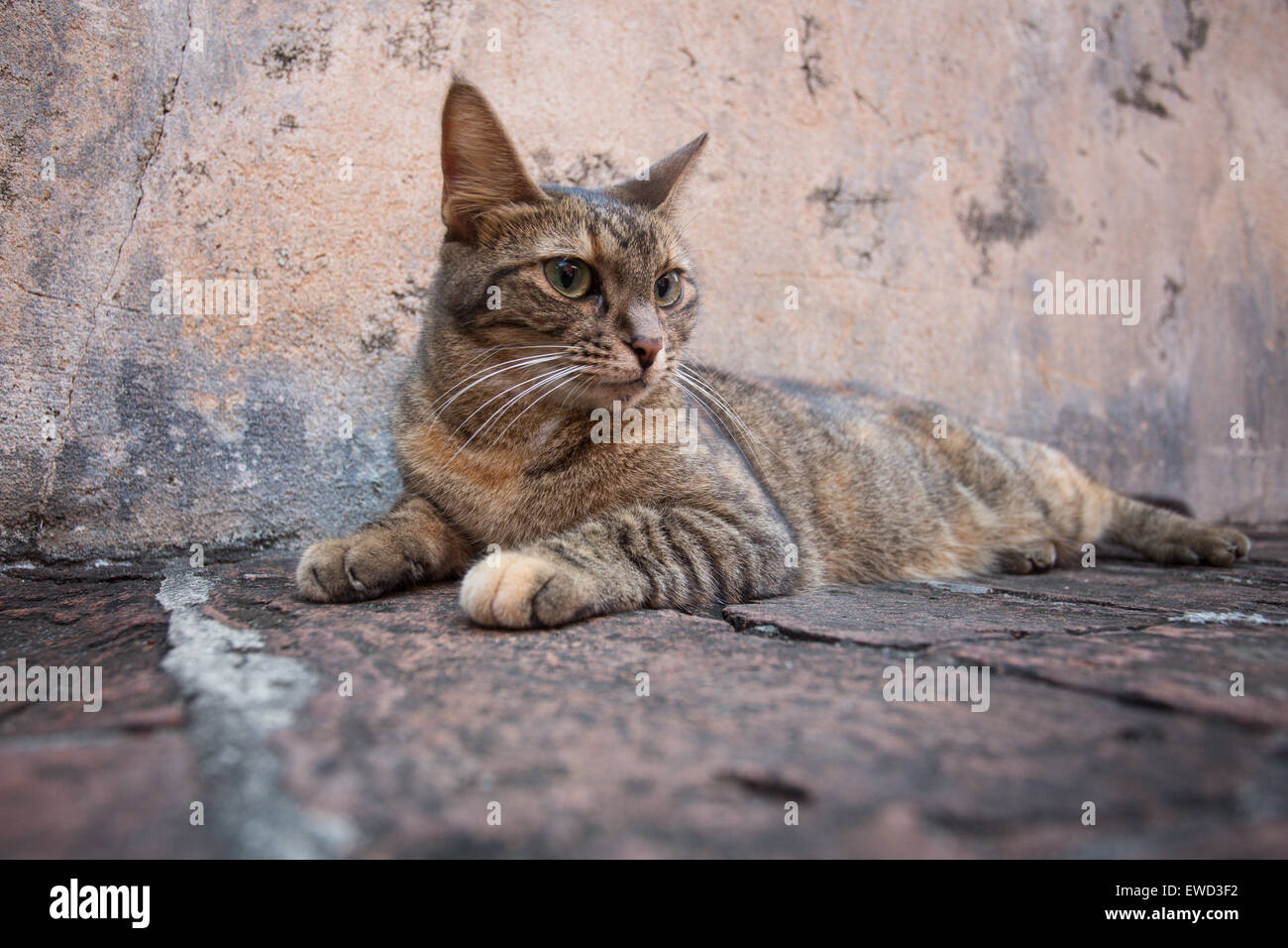 Pretty tabby cat laying outside against old building Stock Photo - Alamy