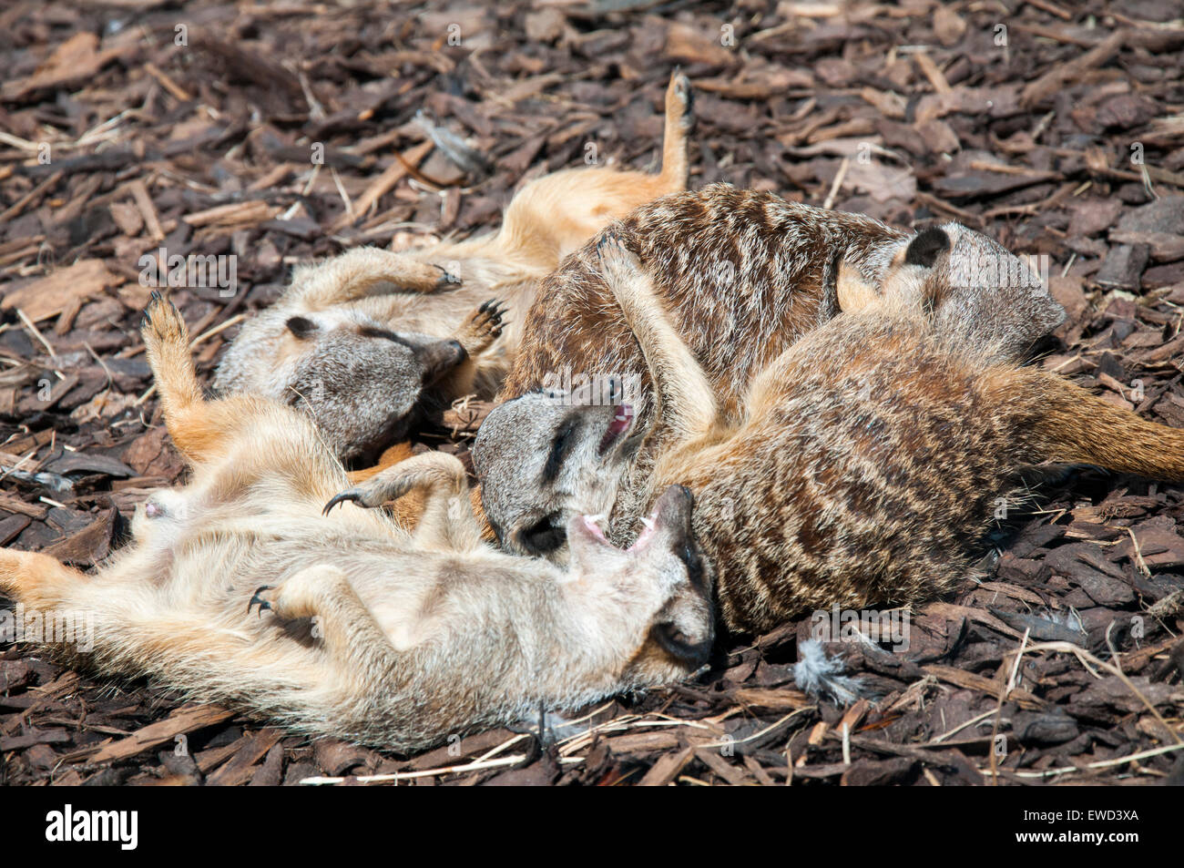 White post farm farnsfield hi-res stock photography and images - Alamy
