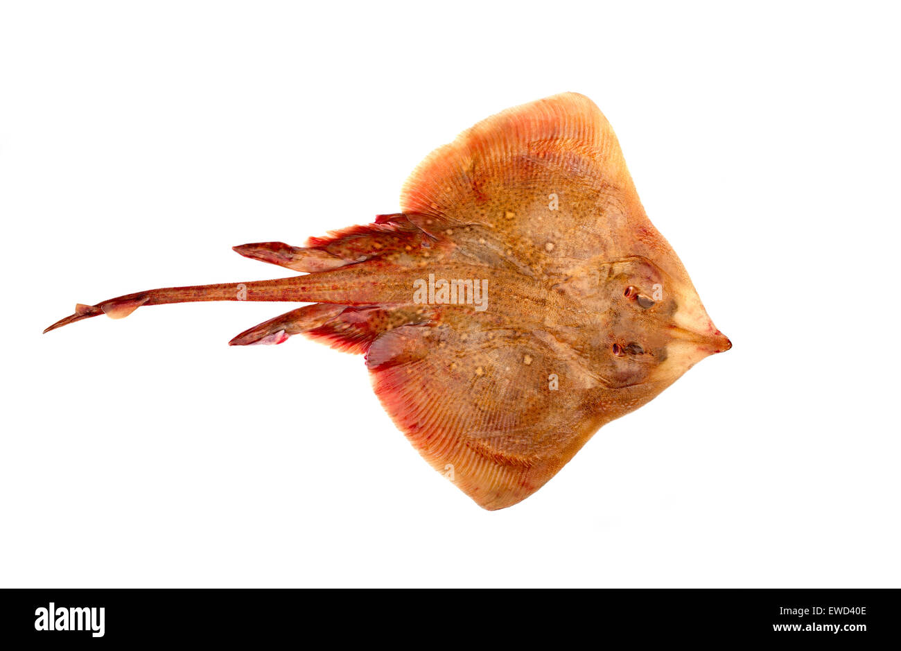 Fresh ray fish isolated on white background Stock Photo - Alamy