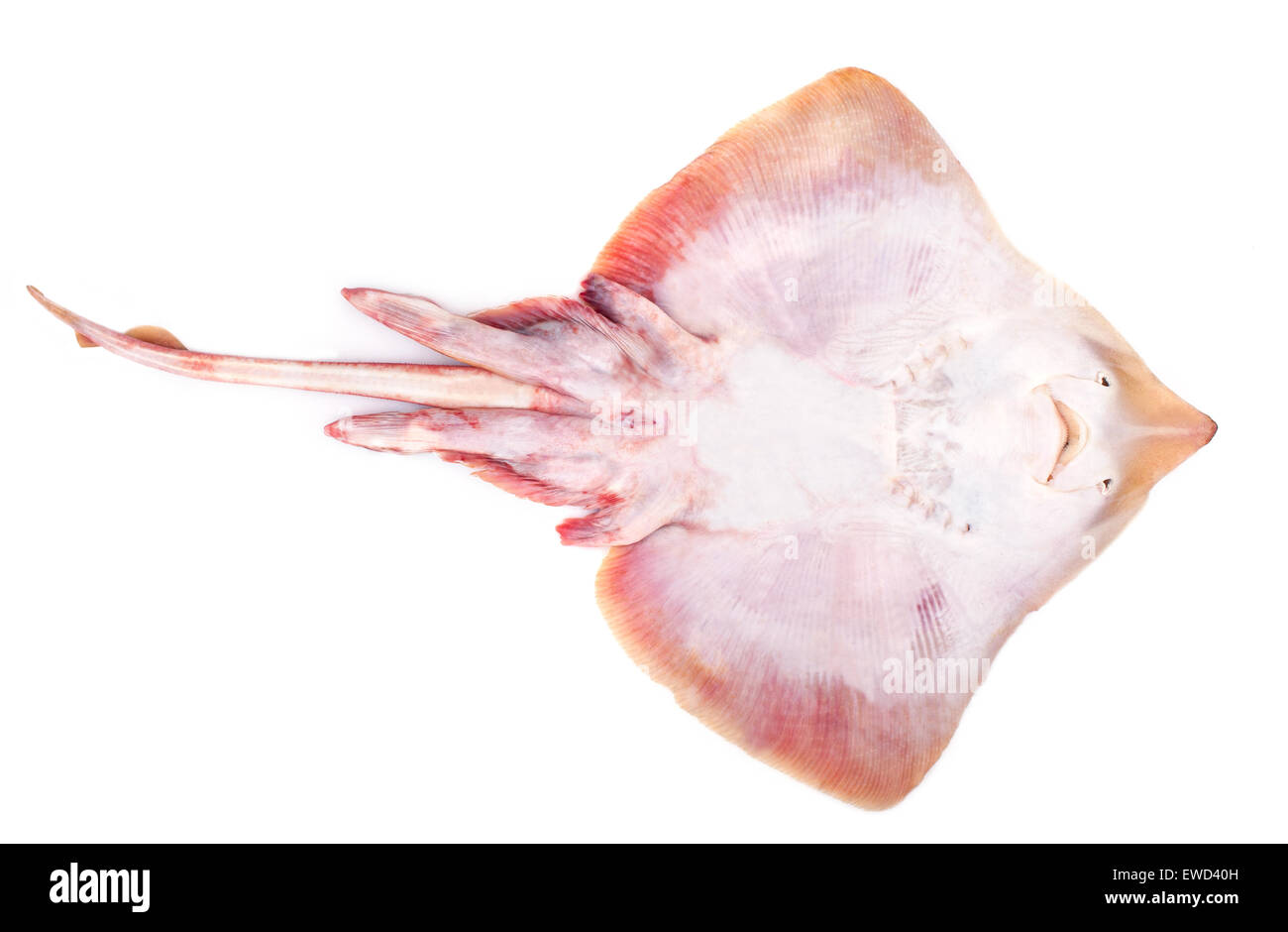 Raw Ray Fish Stock Photo - Alamy