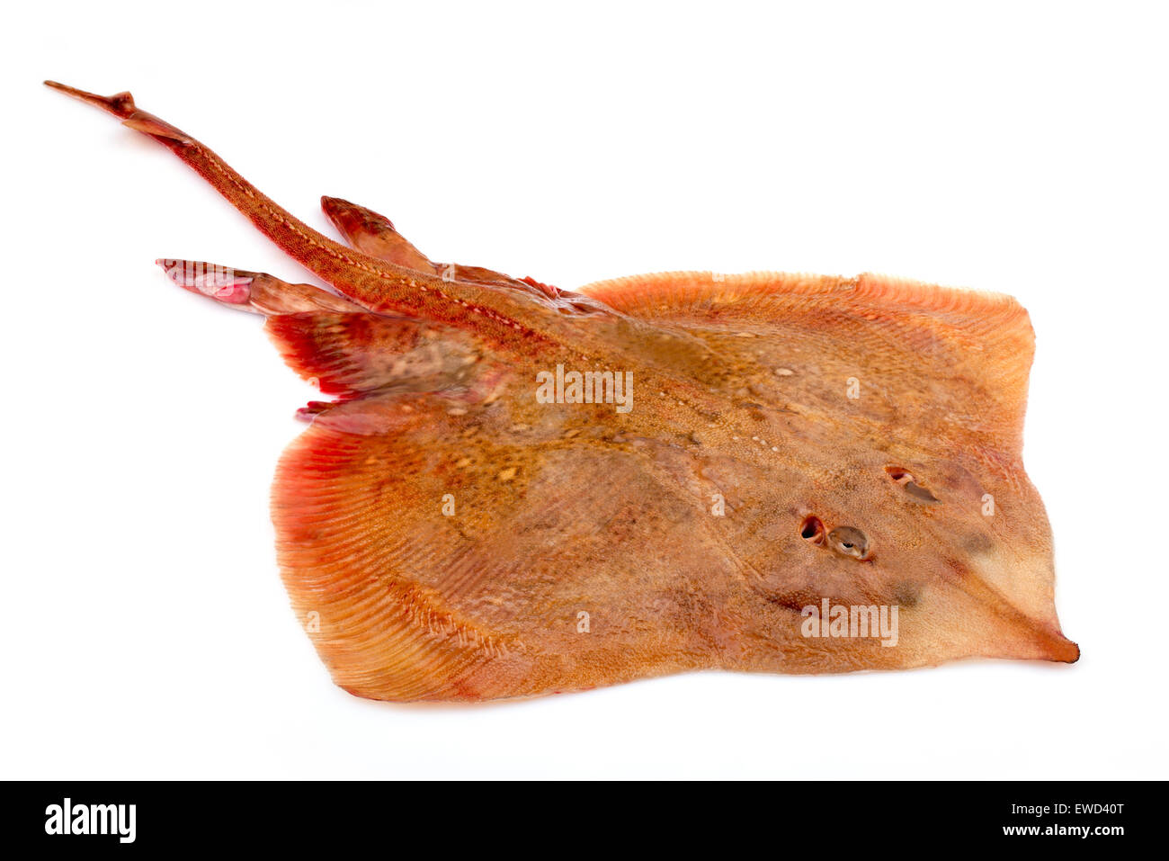 Ray Fish On White Stock Photo - Alamy