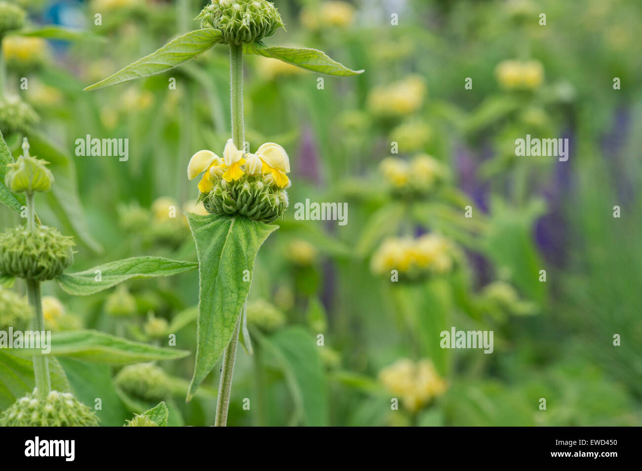 Yellow phlomis hi-res stock photography and images - Alamy