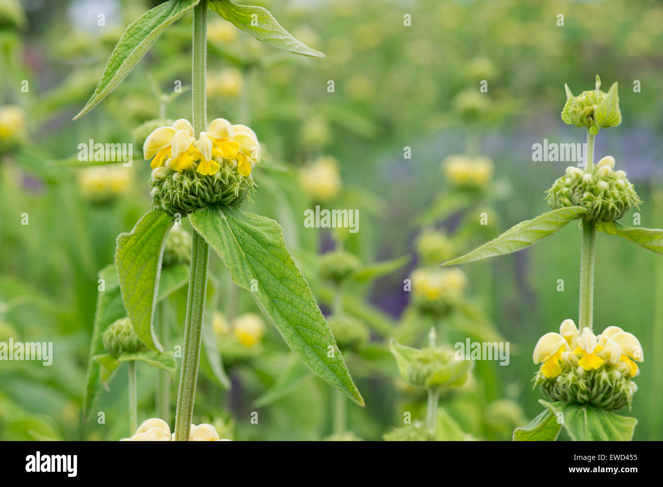 Yellow phlomis hi-res stock photography and images - Alamy