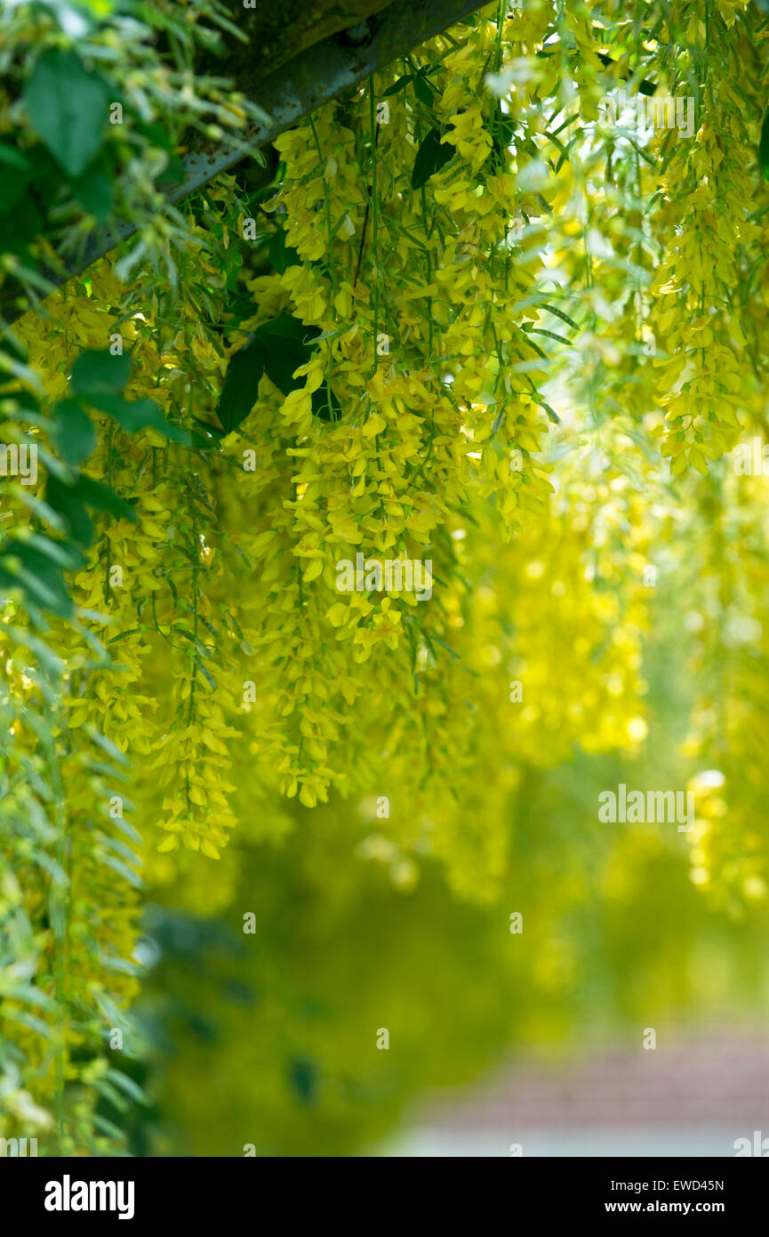 Laburnum x watereri 'Vossii'. Laburnum arched tunnel at Broughton ...