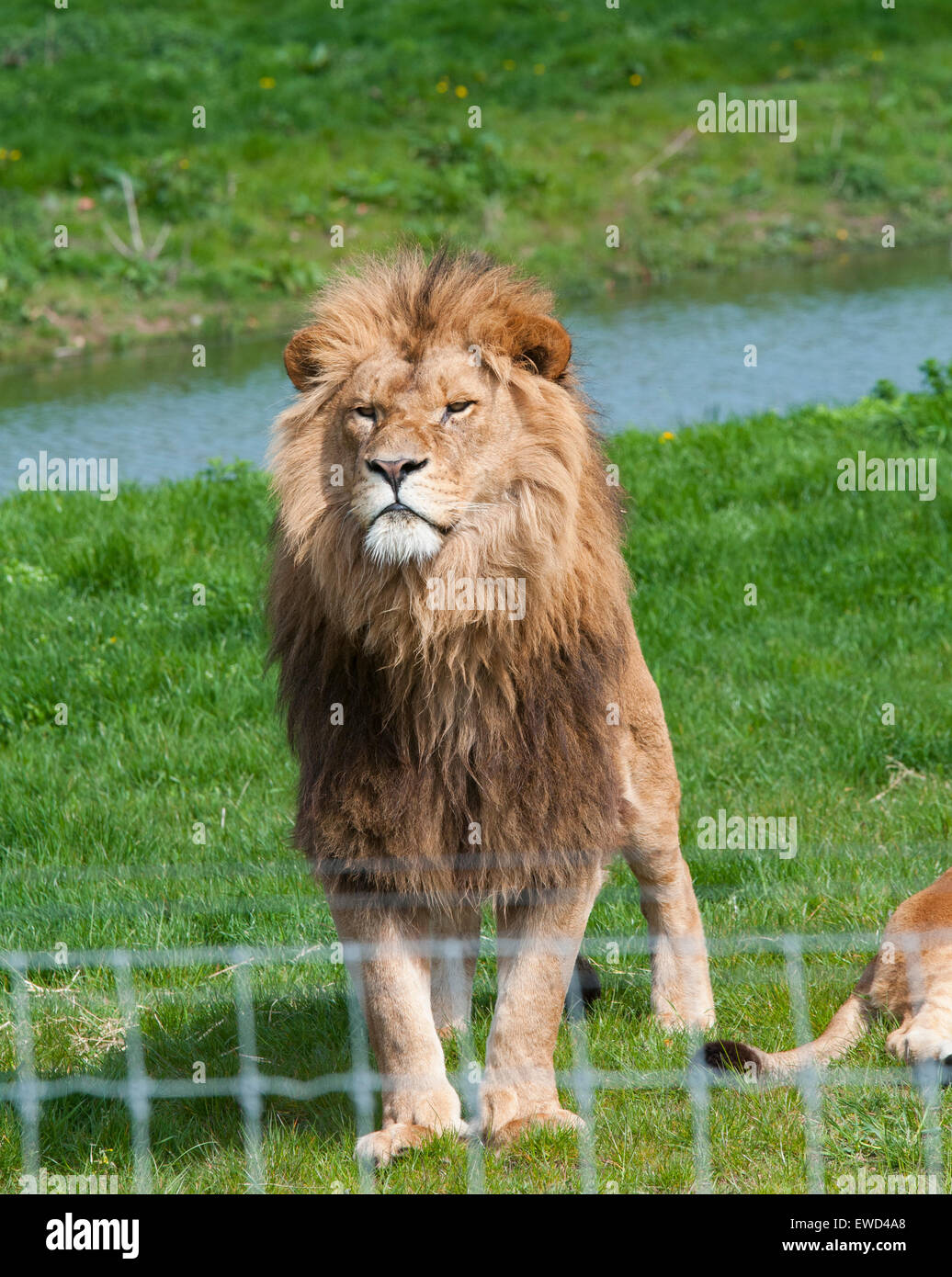 Lion at the Yorkshire Wildlife Park in Branton, Doncaster England UK ...