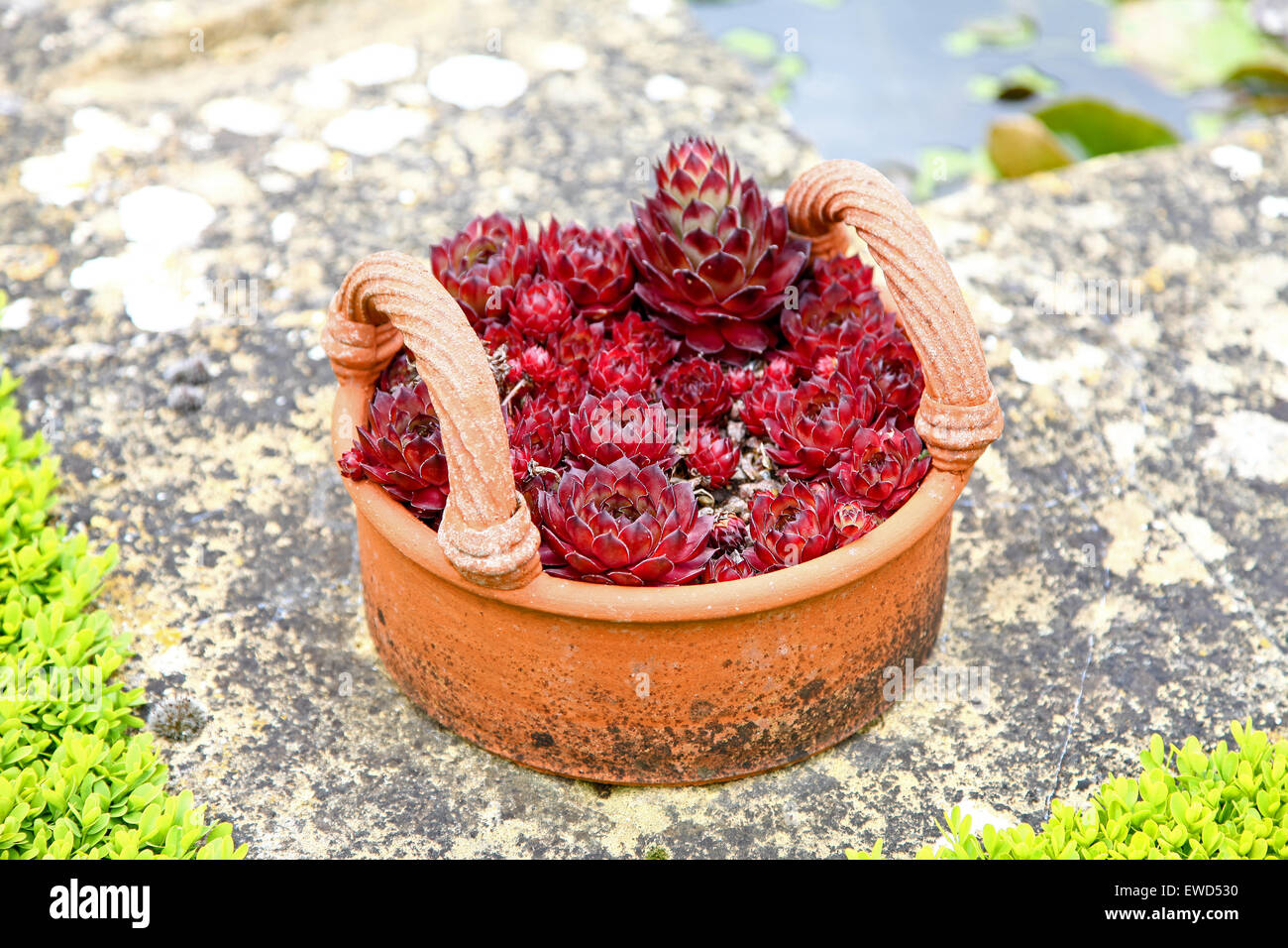 House Leeks (Sempervivum) in a terracotta pot Stock Photo - Alamy
