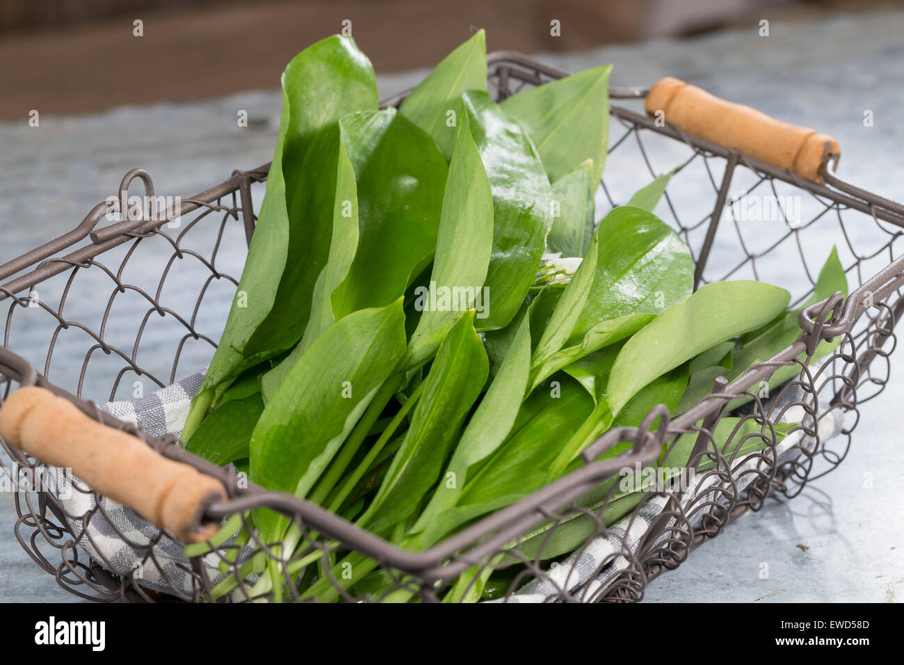 Wood Garlic, Wood-Garlic, Bärlauch, Bär-Lauch, Ernte, in Korb, Allium ...