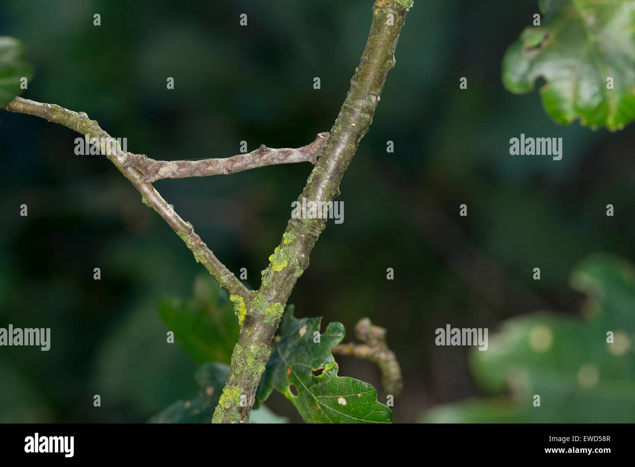 Pale Oak Beauty, caterpillar, mimesis, Aschgrauer Baumspanner ...