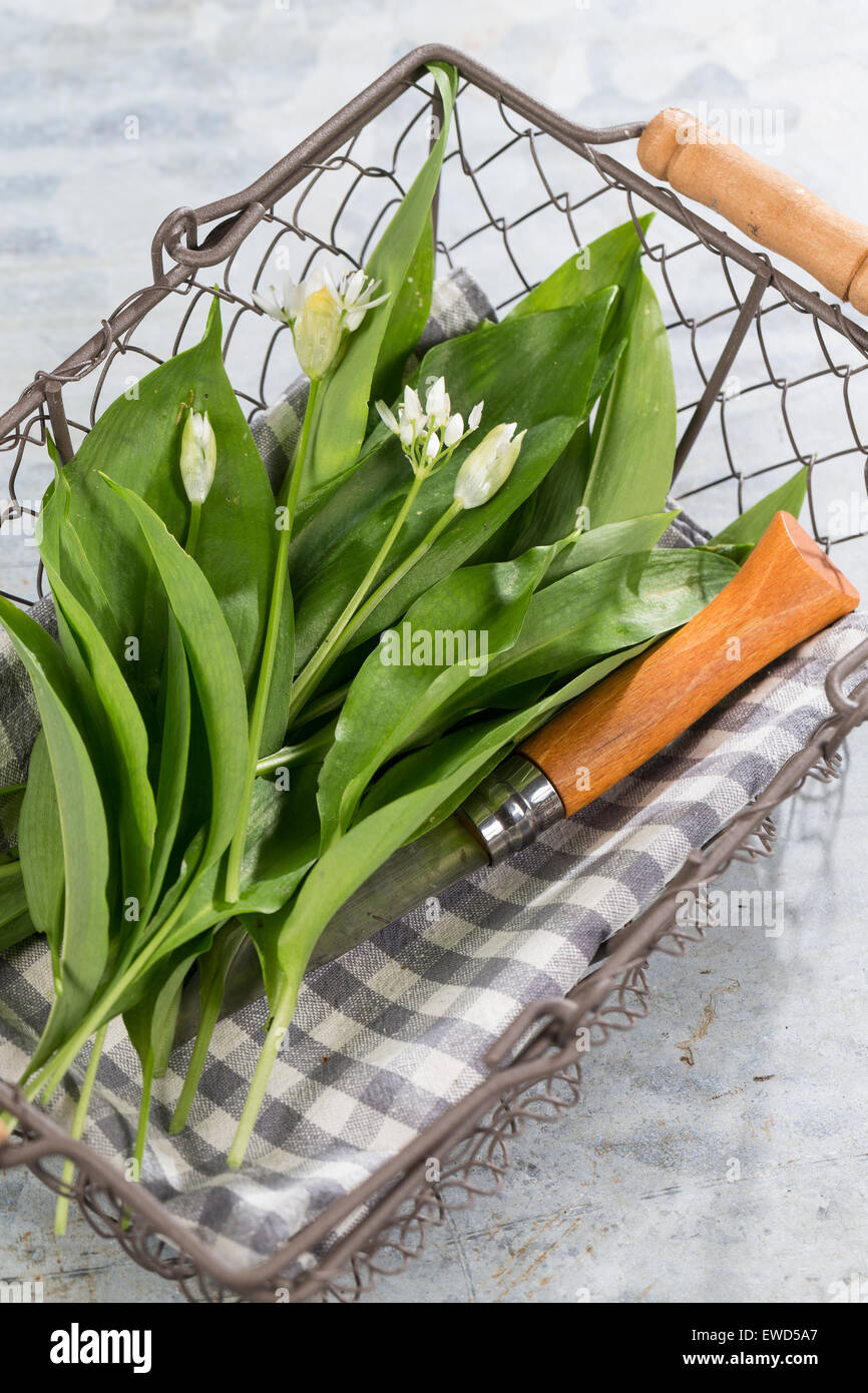 Wood Garlic, Wood-Garlic, Bärlauch, Bär-Lauch, Ernte, in Korb, Allium ...