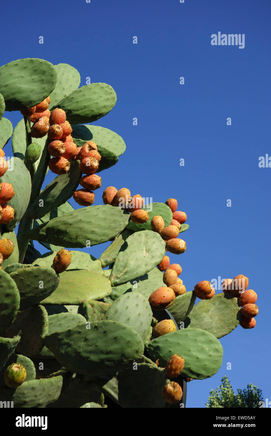 Opuntia ficus-indica fruits also known as the Prickly Pear fruit Indian ...