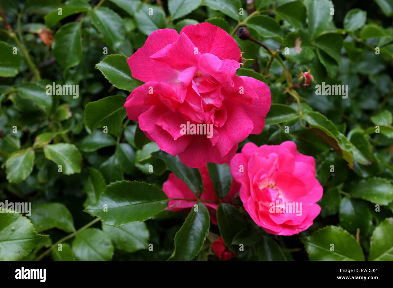 Tudor rose emblem hi-res stock photography and images - Alamy