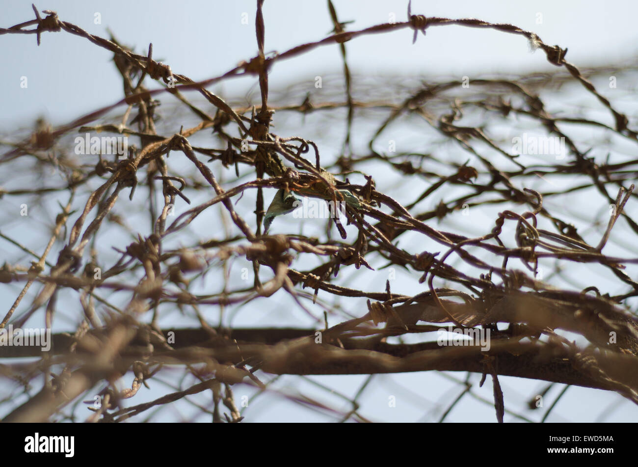 Razor wire injury hi-res stock photography and images - Alamy