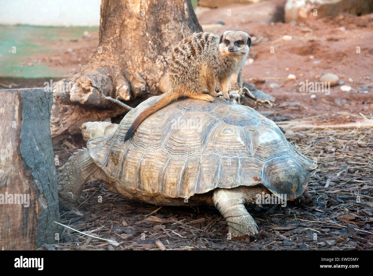 White Post Farm Centre, Farnsfield Nottinghamshire England UK Stock ...