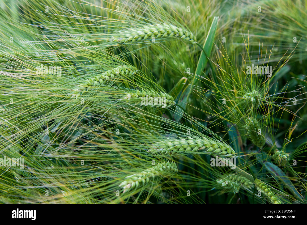 Abstract wheat blowing in the wind hi-res stock photography and images ...