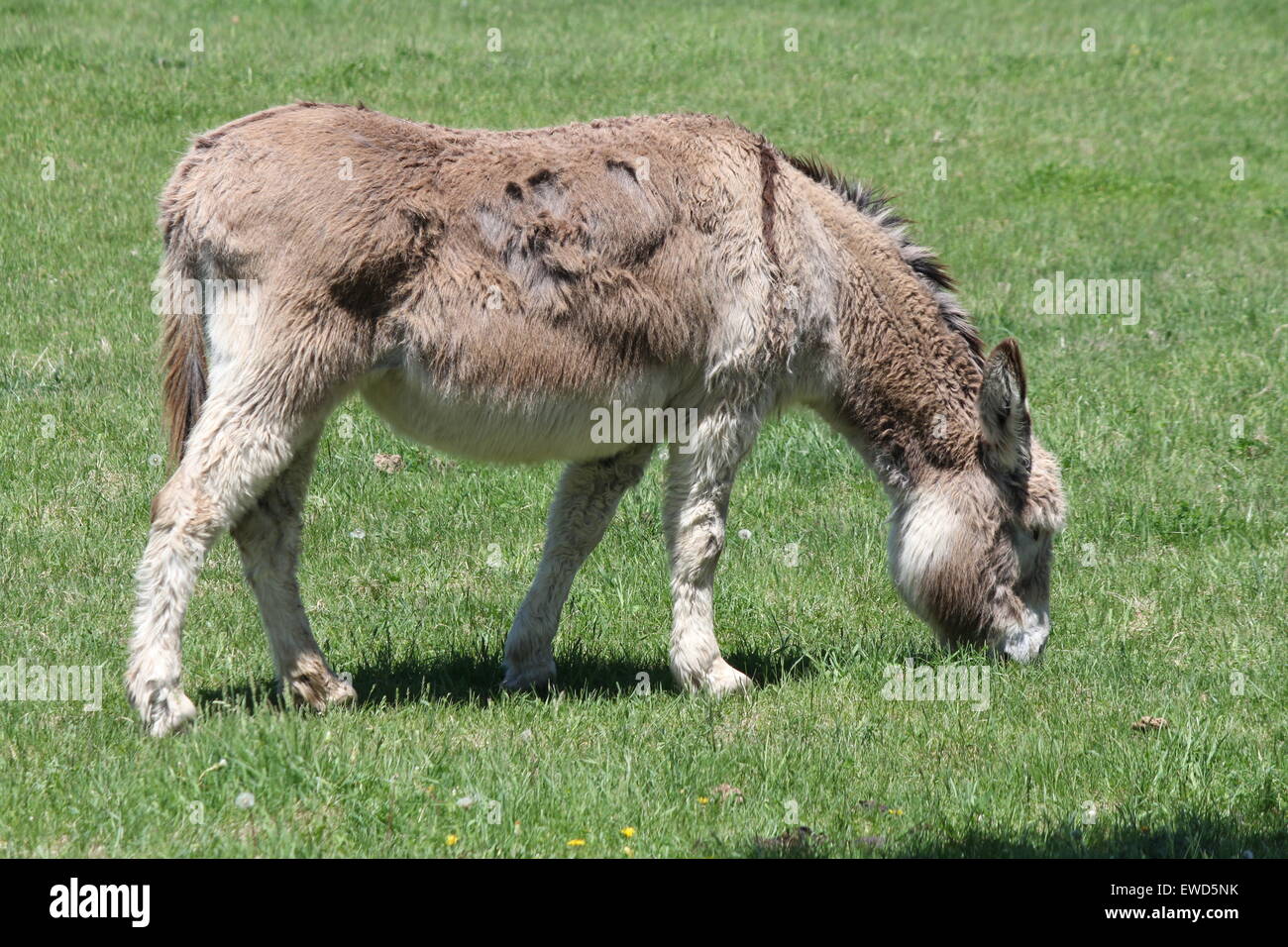 A pair of donkey's looking out from between wooden rails at small ...