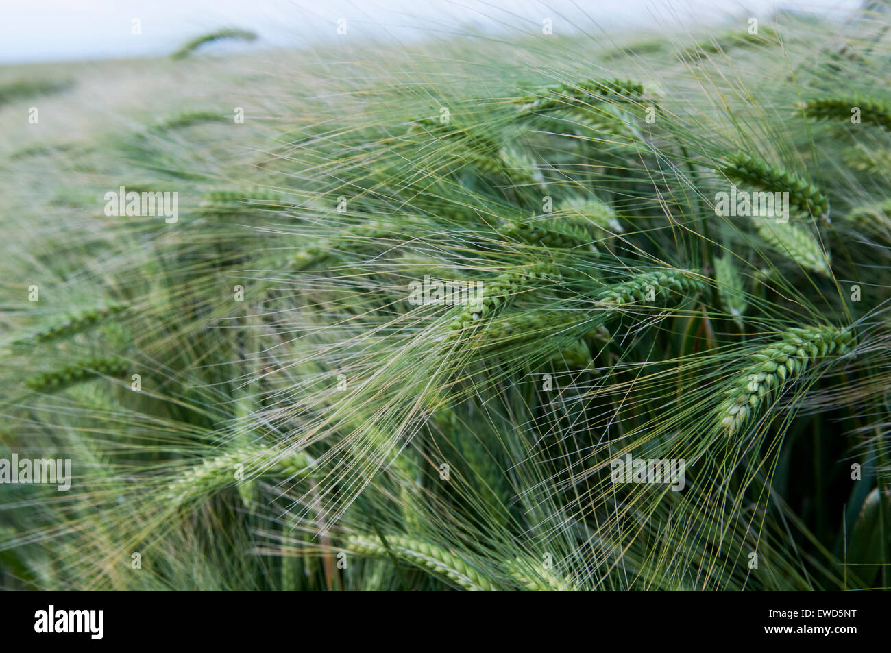 Abstract wheat blowing in the wind hi-res stock photography and images ...