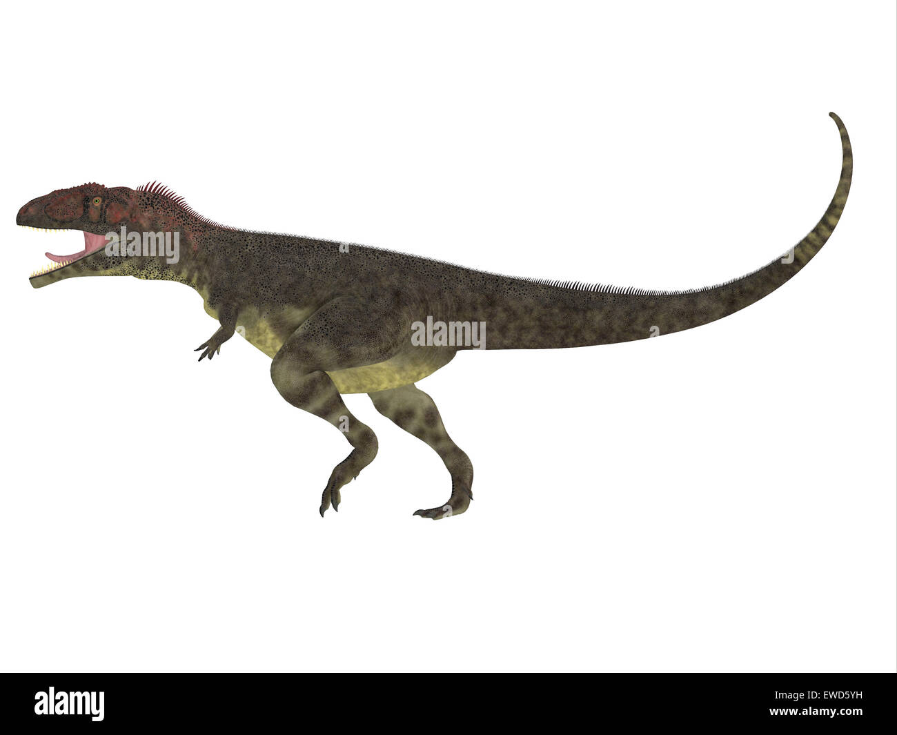 Mapusaurus was a giant carnivorous theropod dinosaur that lived during ...