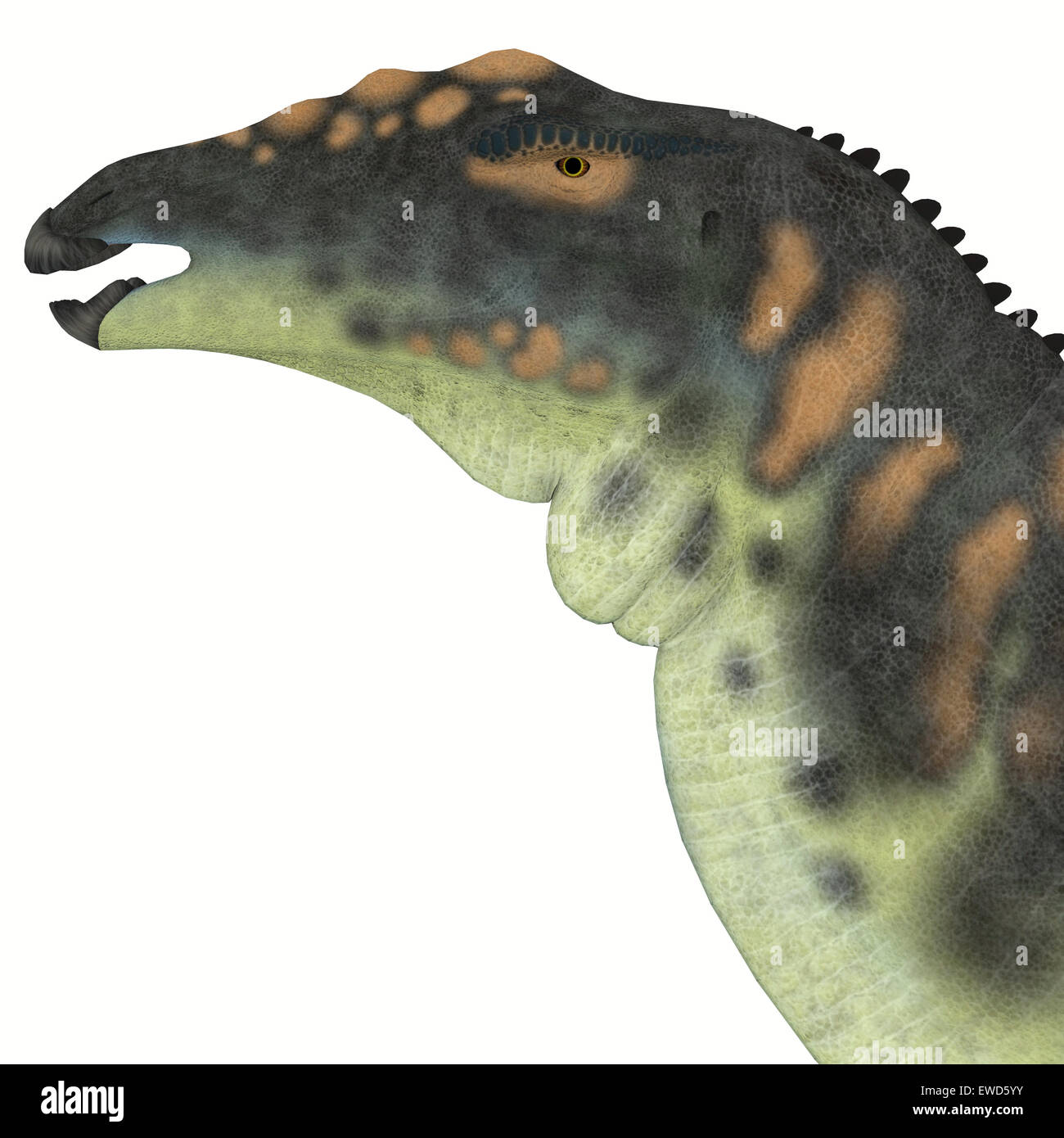 Hadrosaur hi-res stock photography and images - Alamy