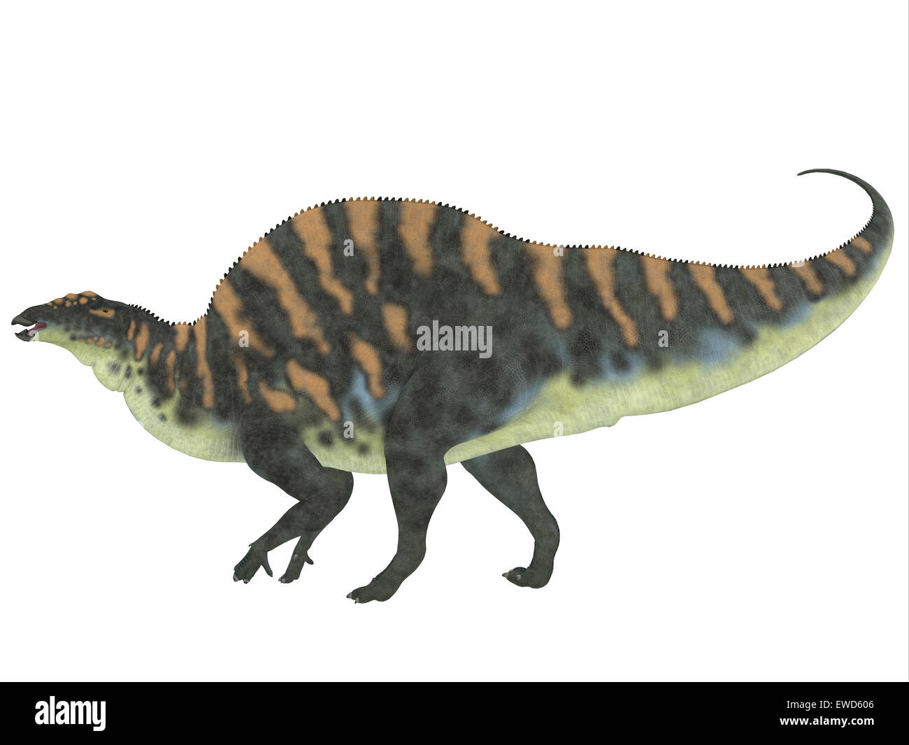 Ouranosaurus was a herbivorous hadrosaur dinosaur that lived during the ...