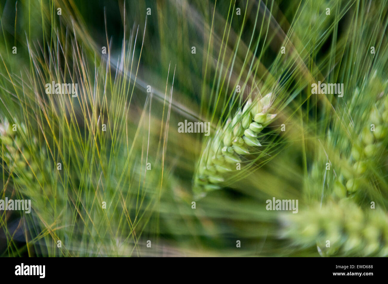 Wheat waving in wind hi-res stock photography and images - Alamy