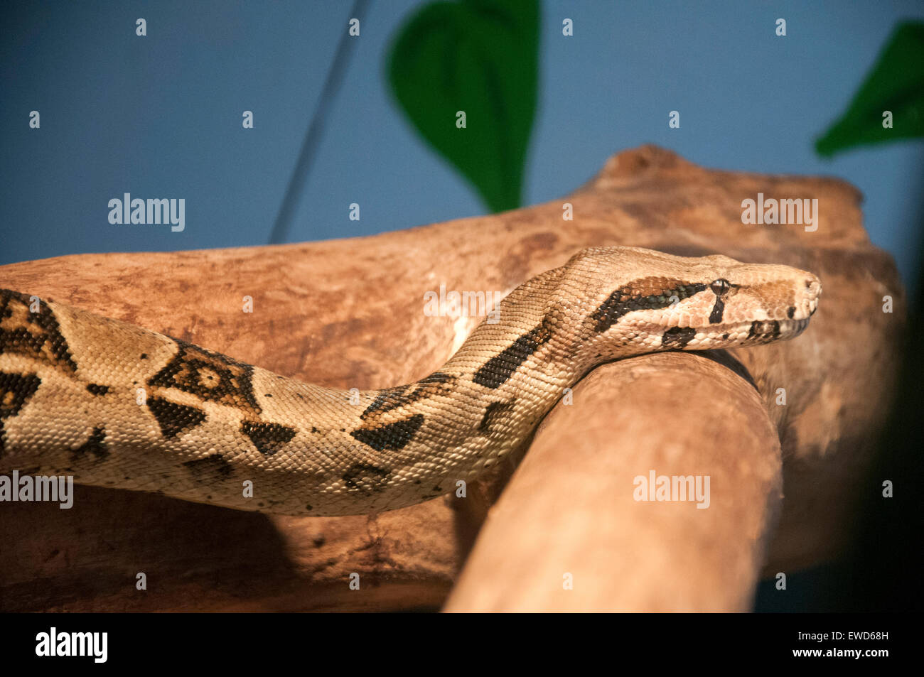 Snake at White Post Farm Centre, Farnsfield Nottinghamshire England UK ...