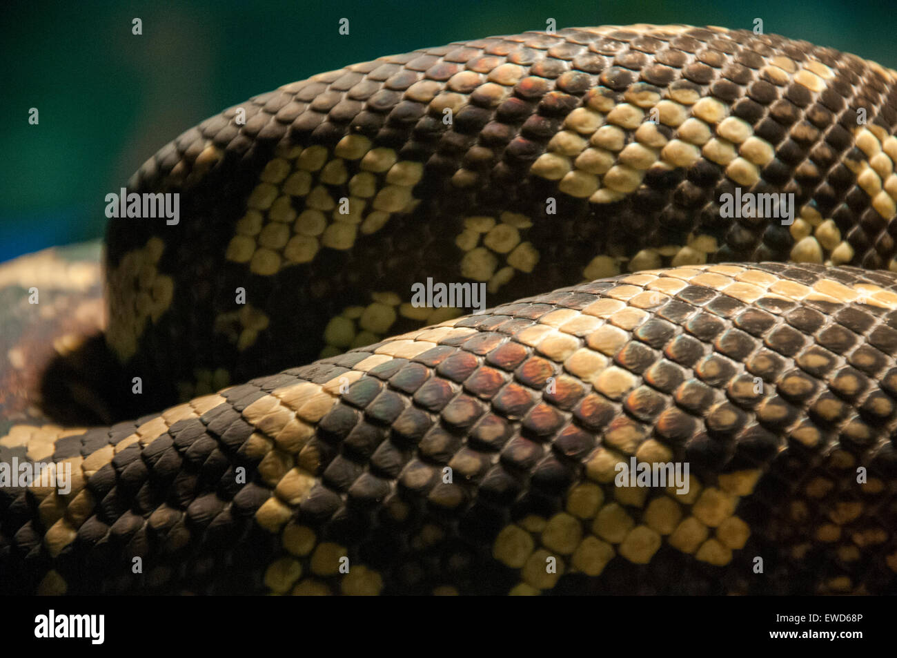 Snake Scales Close Up
