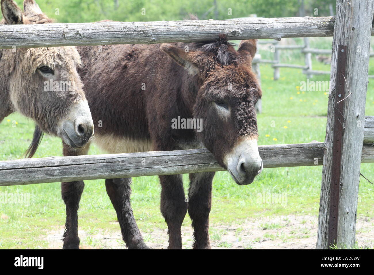 A pair of donkey's looking out from between wooden rails at small ...