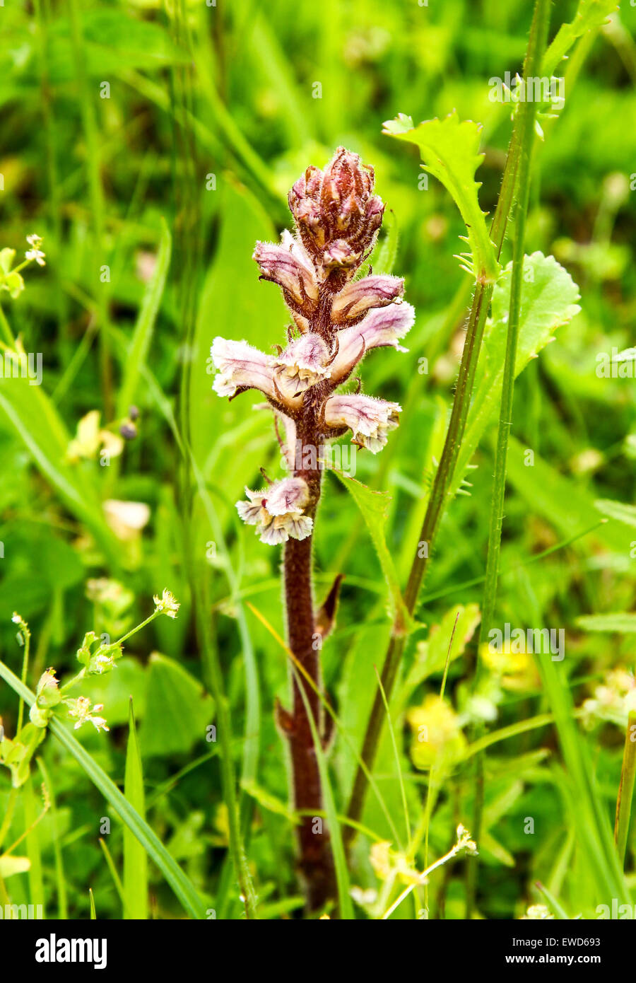 Orobanche minor, common broomrape, lesser broomrape, small broomrape or ...