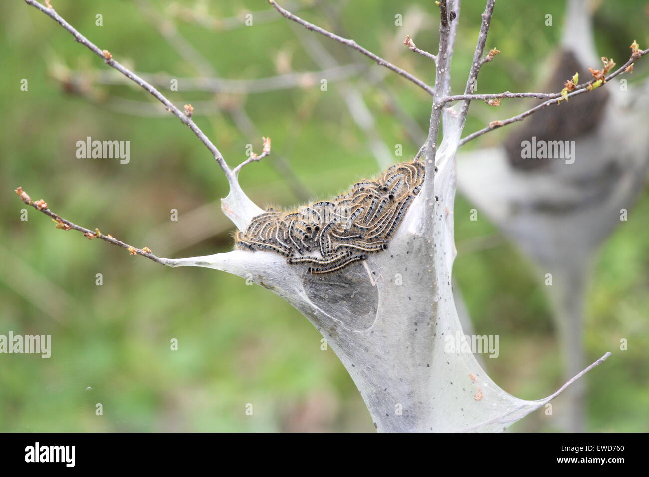 The Eastern Tent Caterpillar (Malacosoma americanum) is a species of ...