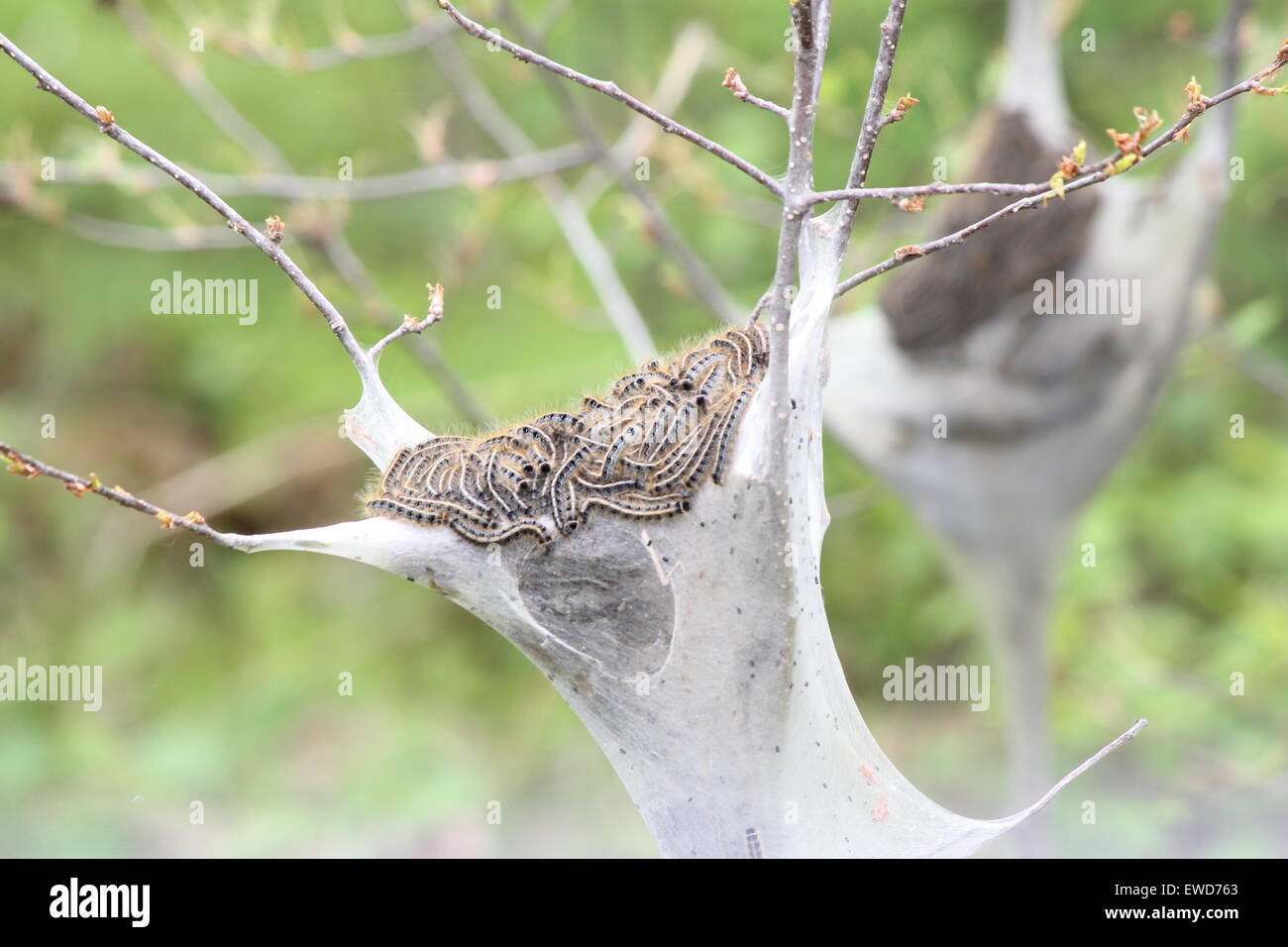 The Eastern Tent Caterpillar (Malacosoma americanum) is a species of ...