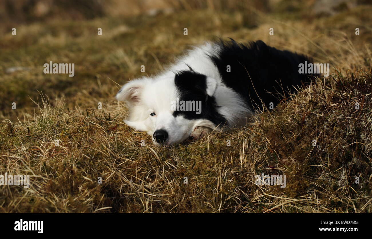 Scottish Border Collie Stock Photo - Alamy