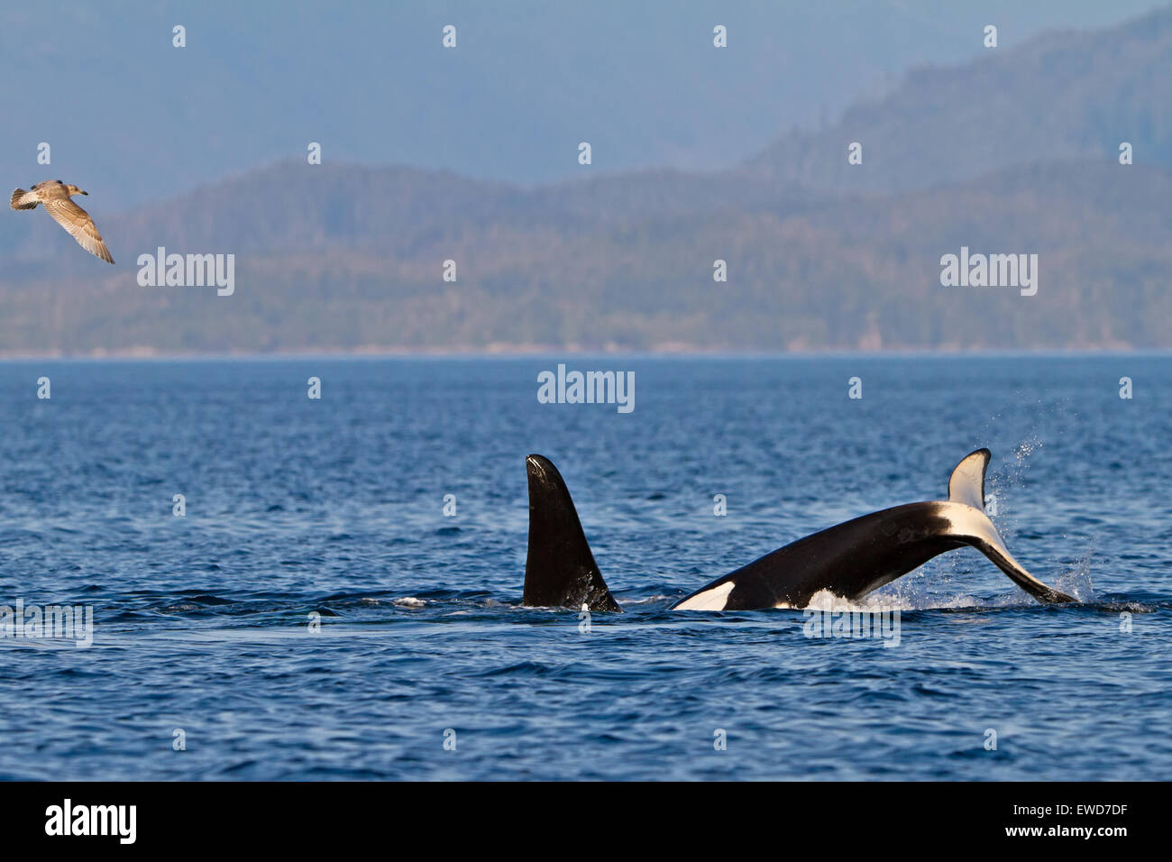 Transient killer whales (orca, Orcinus orca, T30's & T137's) after ...