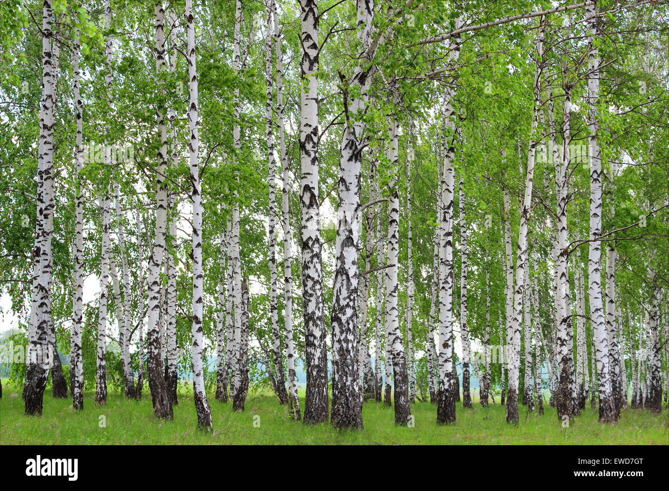 Spring landscape in a birch grove Stock Photo - Alamy