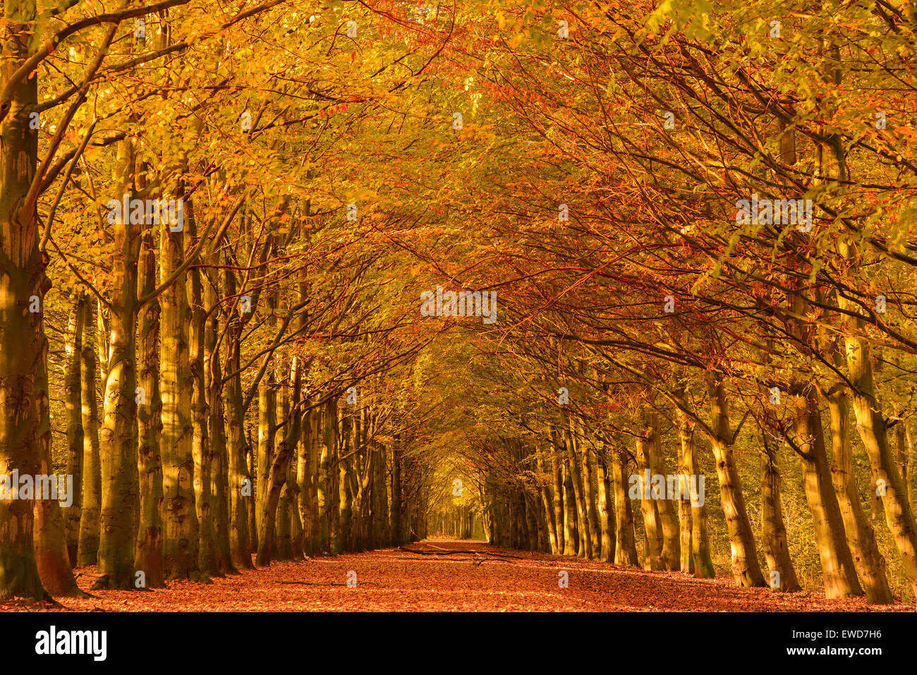 Lane through the beech trees in a forest in autumn colors with fallen ...