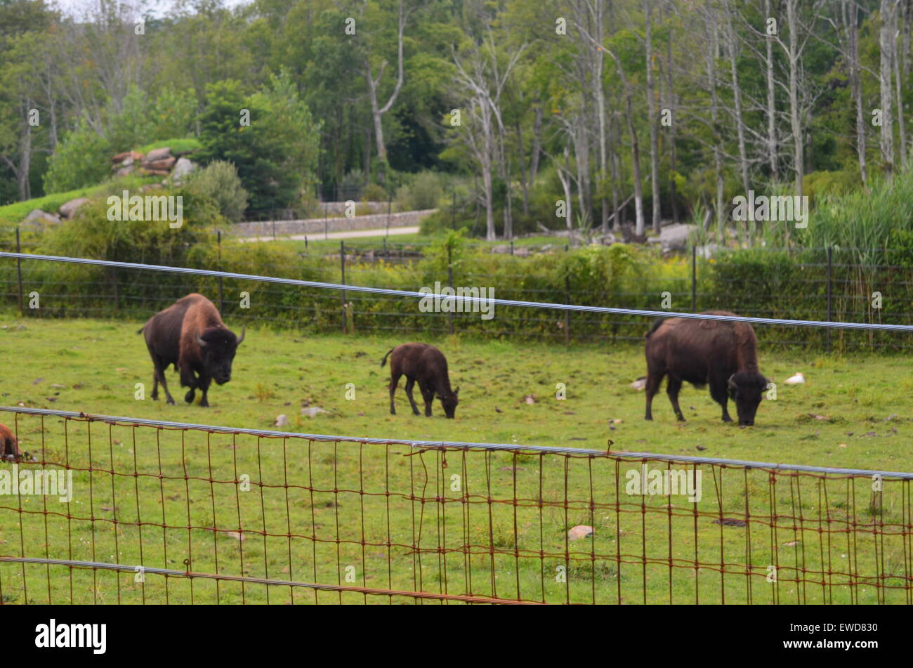 Buffalo Zoo Animals High Resolution Stock Photography and Images - Alamy