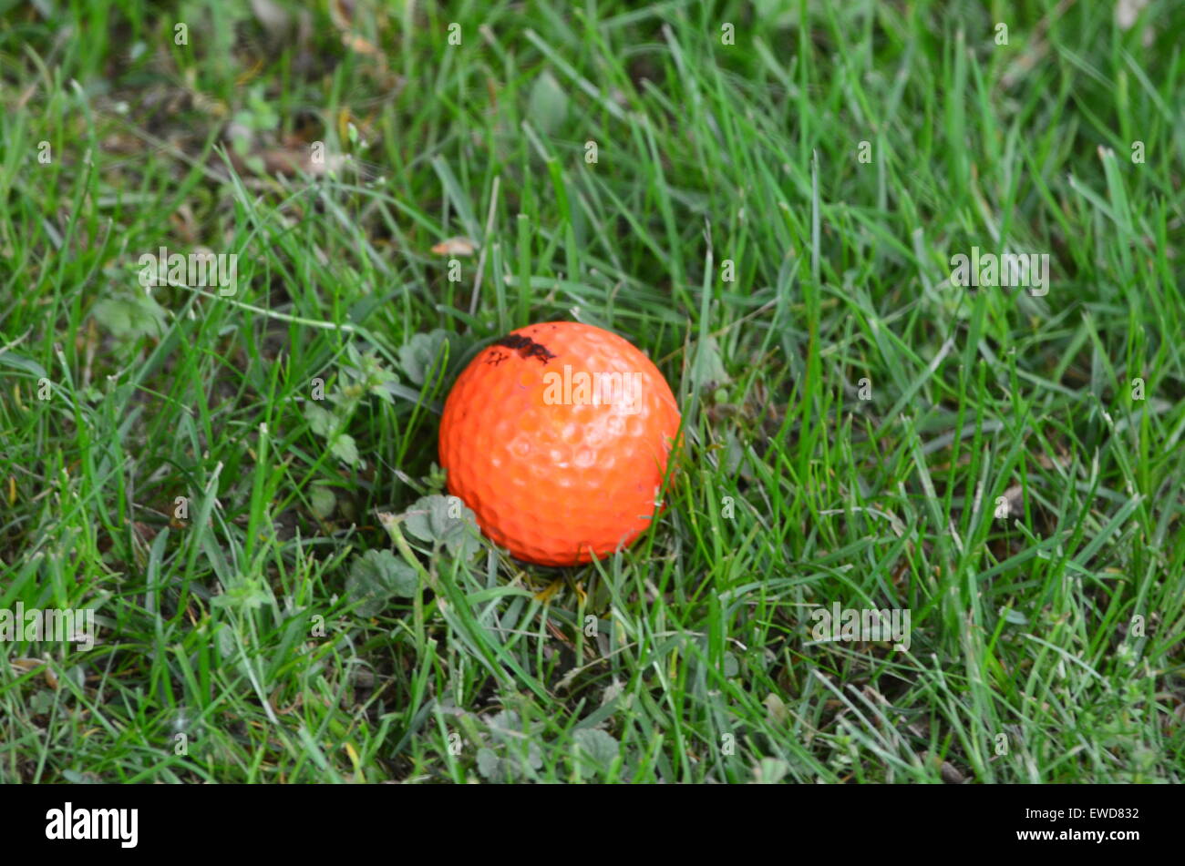 Orange golf ball Stock Photo - Alamy