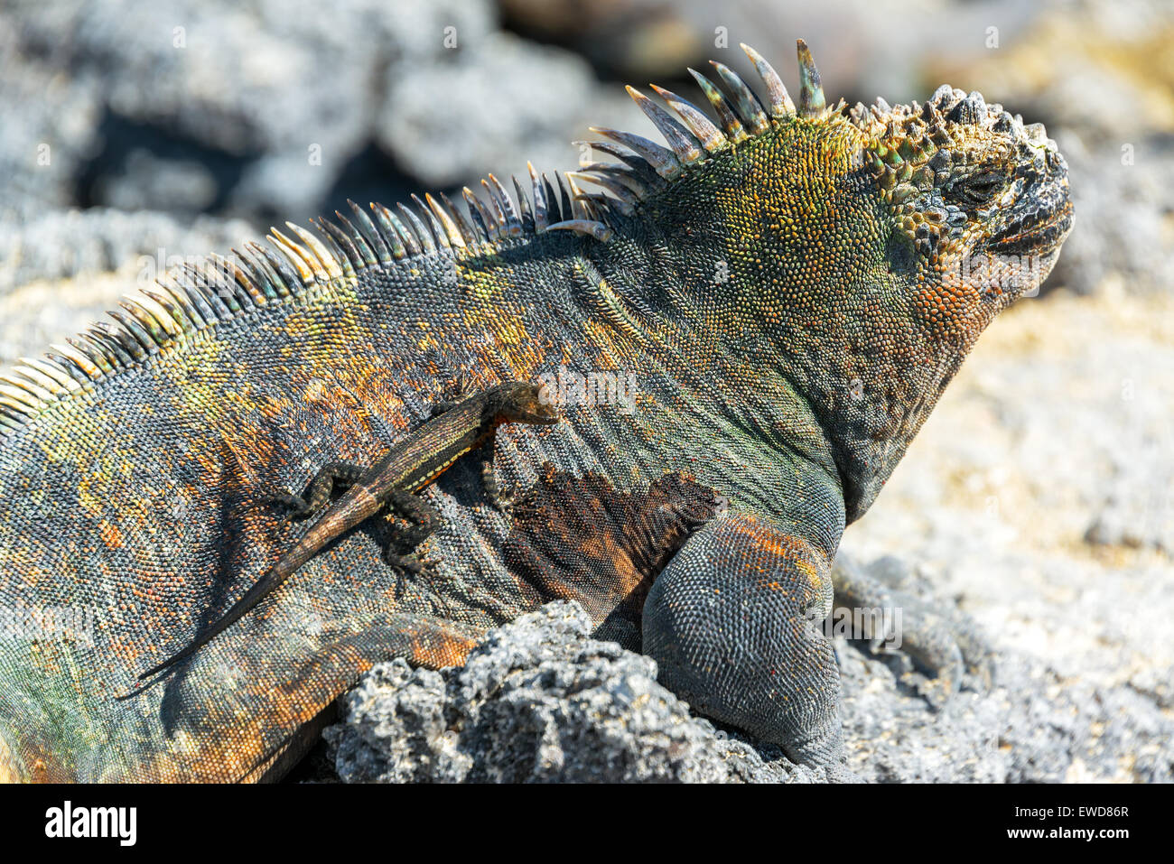 Lava Lizard standing on a Marine Iguana on Fernandina Island in the ...