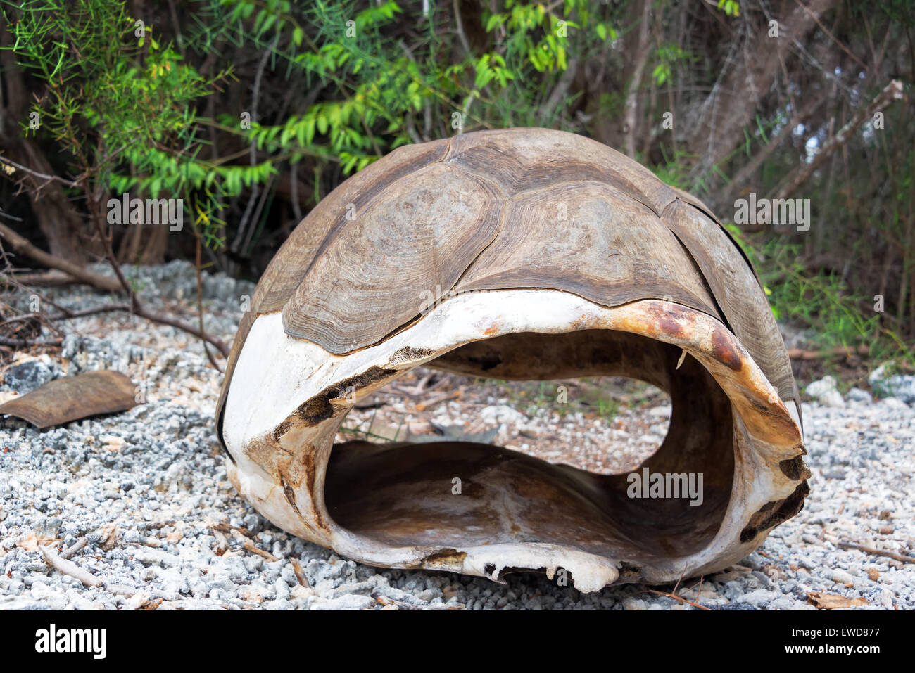 Shell of a dead Giant Tortoise on Isabela Island in the Galapagos ...