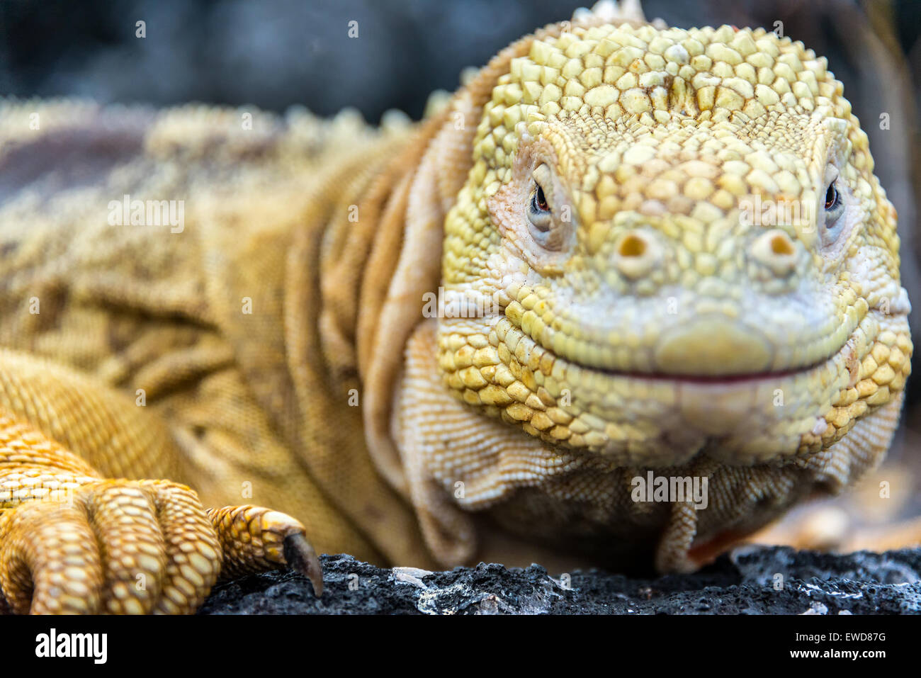 Galapagos Land Iguana looking at the camera on Isabela Island in the ...
