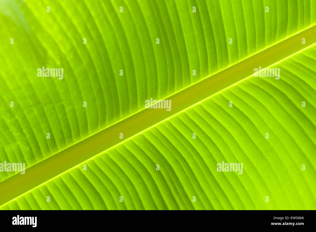 strong diagonal lines on large green leaf Stock Photo - Alamy