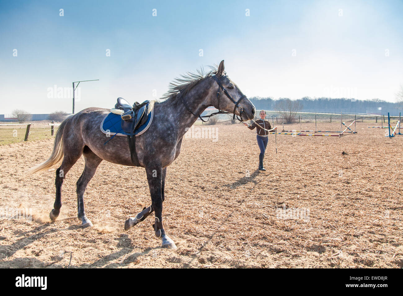 Young woman training a horse Stock Photo - Alamy