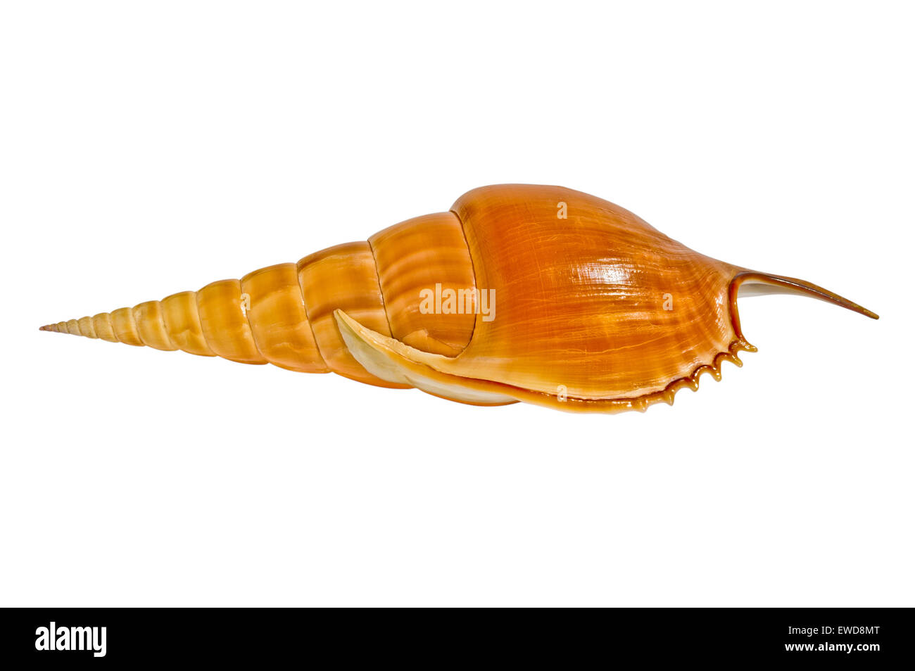 Conical shell hi-res stock photography and images - Alamy