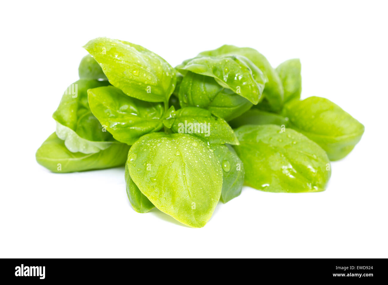 Fresh basil with dew isolated on white background Stock Photo - Alamy