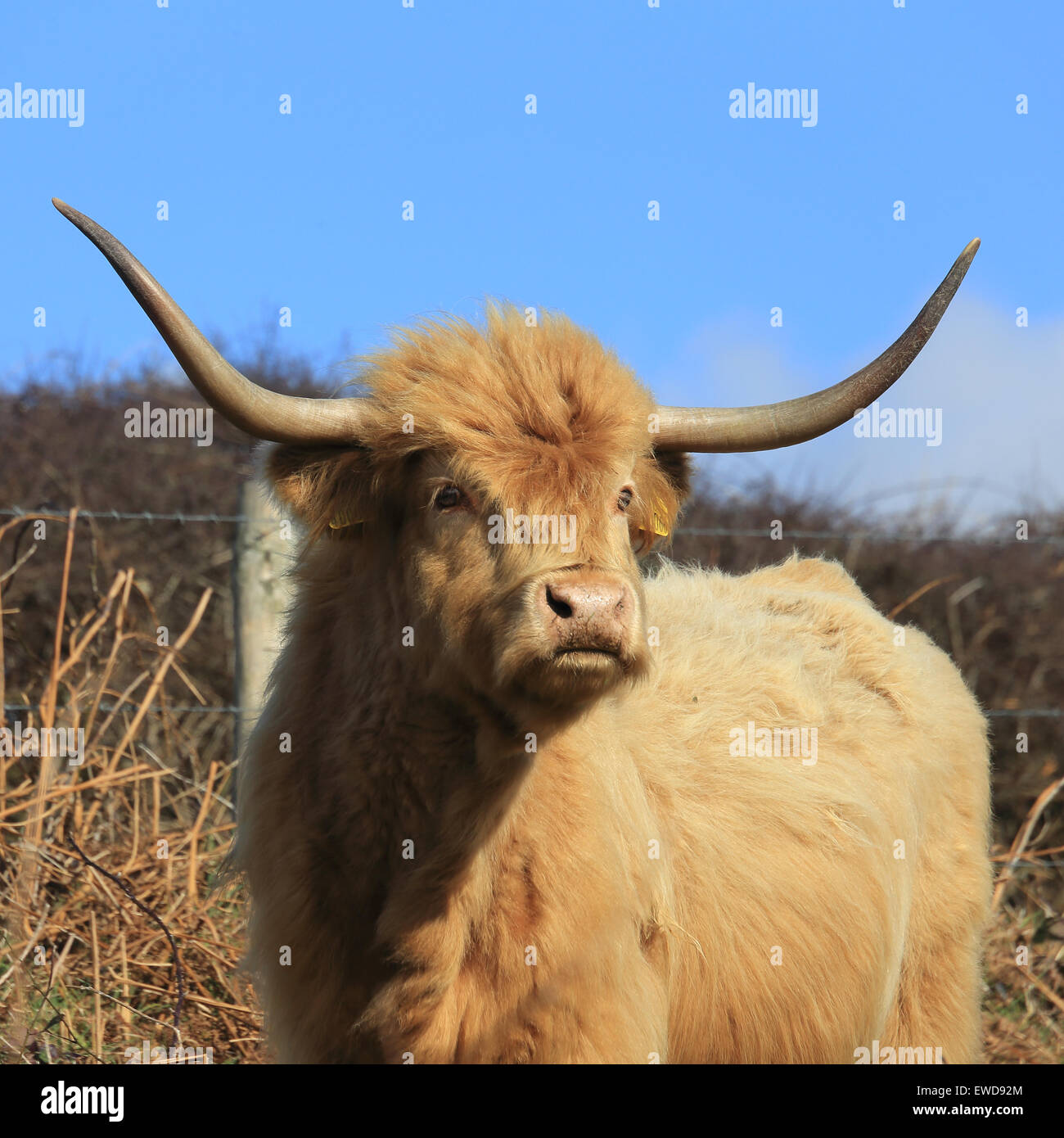 Highland Cattle, Cornwall, England, UK Stock Photo - Alamy